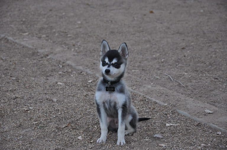The Alaskan Klee Kai - Ultimate Dog Breed Information Guide | Your Dog ...