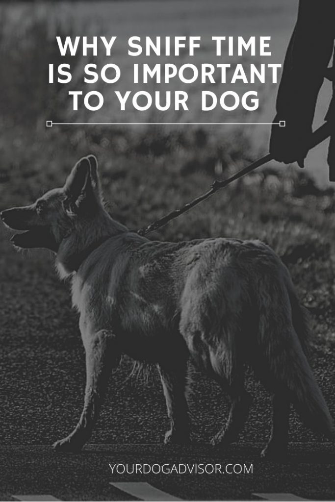 Why Sniff Time Is so Important to Your Dog | Your Dog Advisor