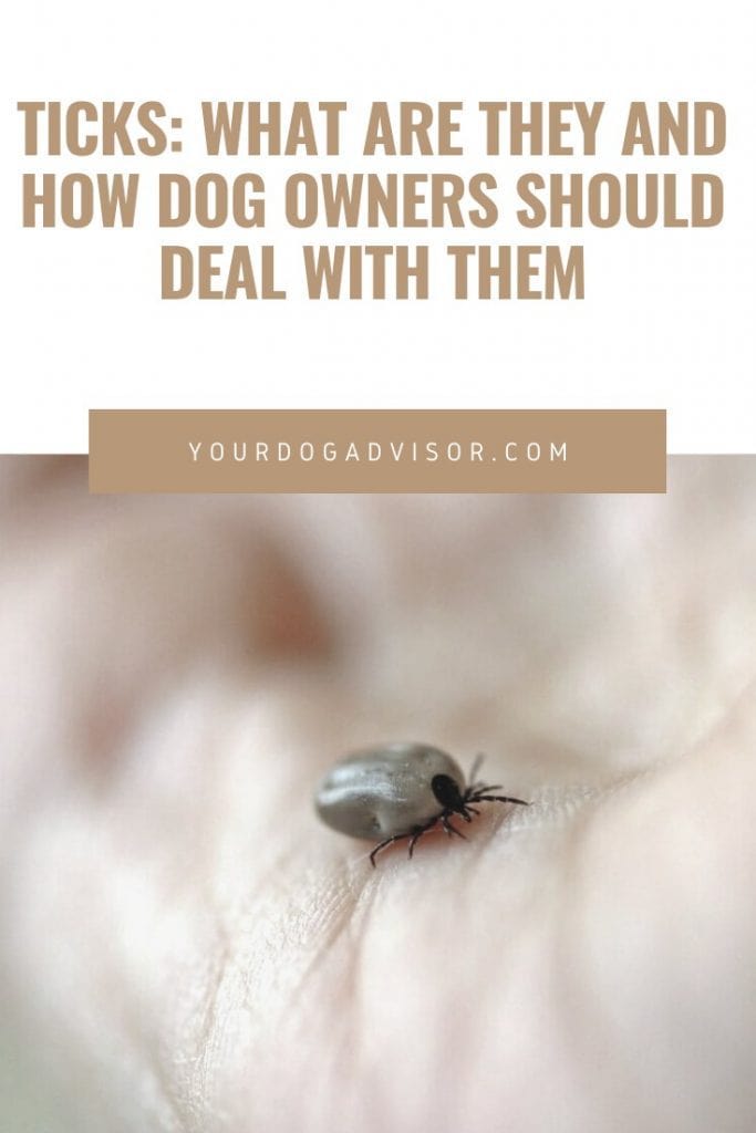 Ticks: What Are They and How Dog Owners Should Deal with Them | Your ...