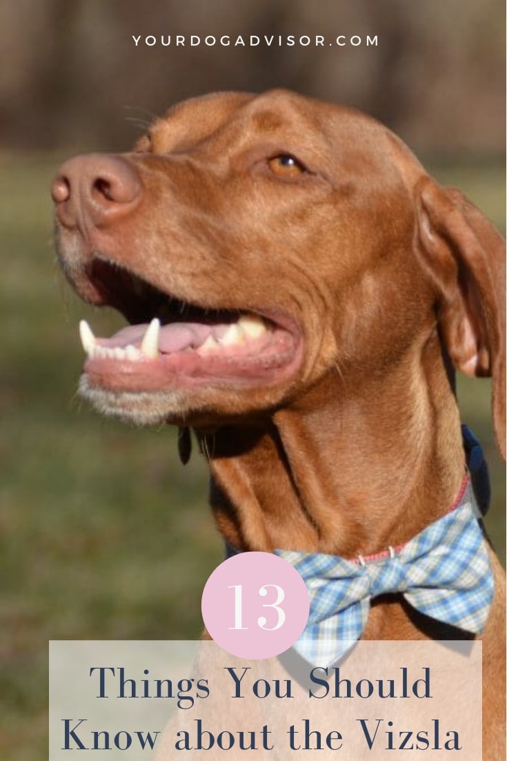 Vizsla Dog Memes