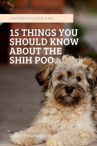 15 Things You Should Know About the Shih Poo - Breed Information Guide ...