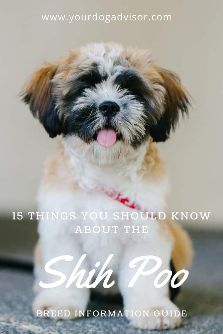15 Things You Should Know About the Shih Poo - Breed Information Guide ...