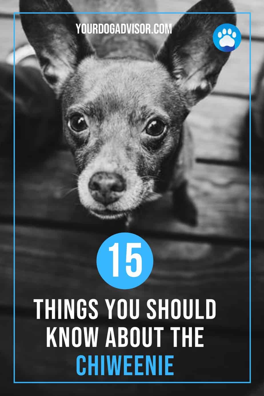 15 Things You Should Know About the Chiweenie - Breed Information Guide ...