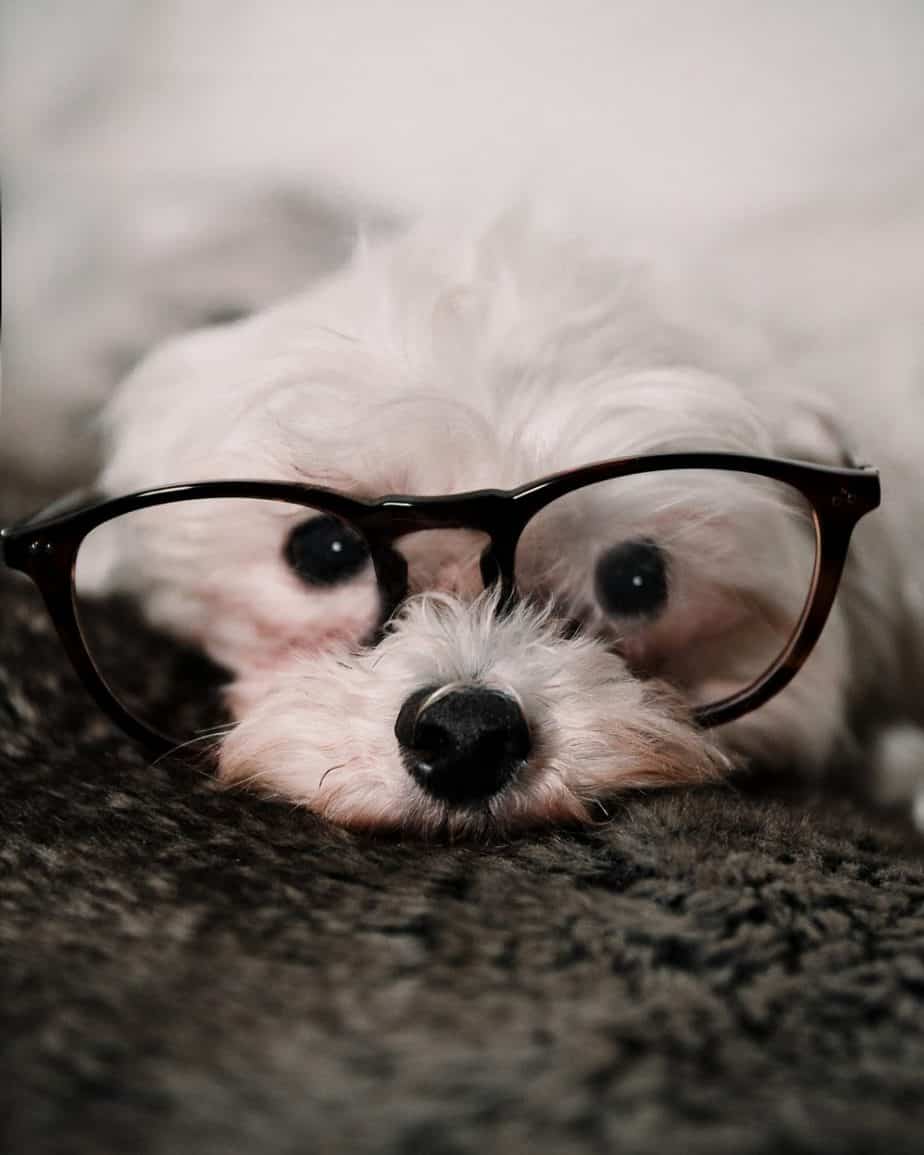 15 Dumbest Dog Breeds (Sorry If Your Dog Is On This List) | Your Dog ...