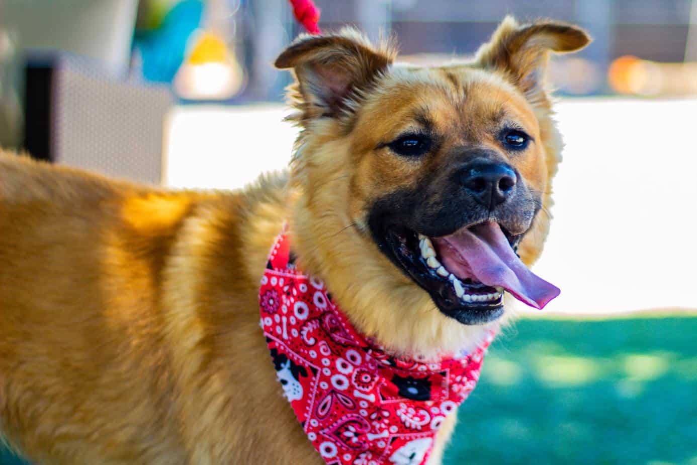 15 Things You Should Know About The German Shepherd Golden Retriever 15 Things You Should Know About The German Shepherd Golden Retriever