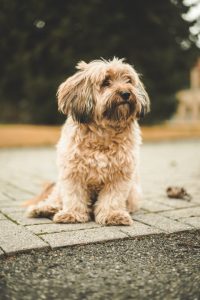 15 Things You Should Know About the Shih Poo - Breed Information Guide ...