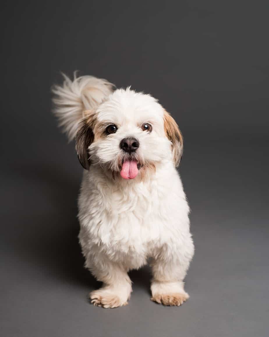 15 Things You Should Know About the Shih Poo - Breed Information Guide ...