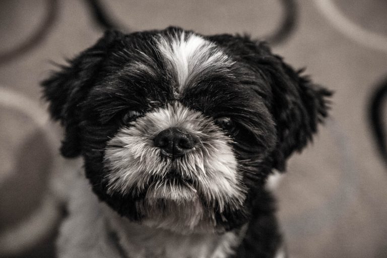 15 Things You Should Know About the Shih Poo - Breed Information Guide ...