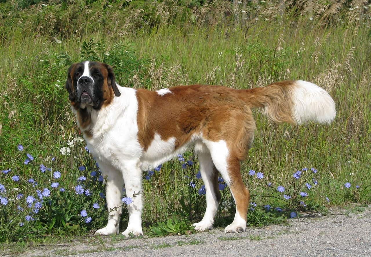 The St Bernard - Your Ultimate Breed Information Guide | Your Dog Advisor