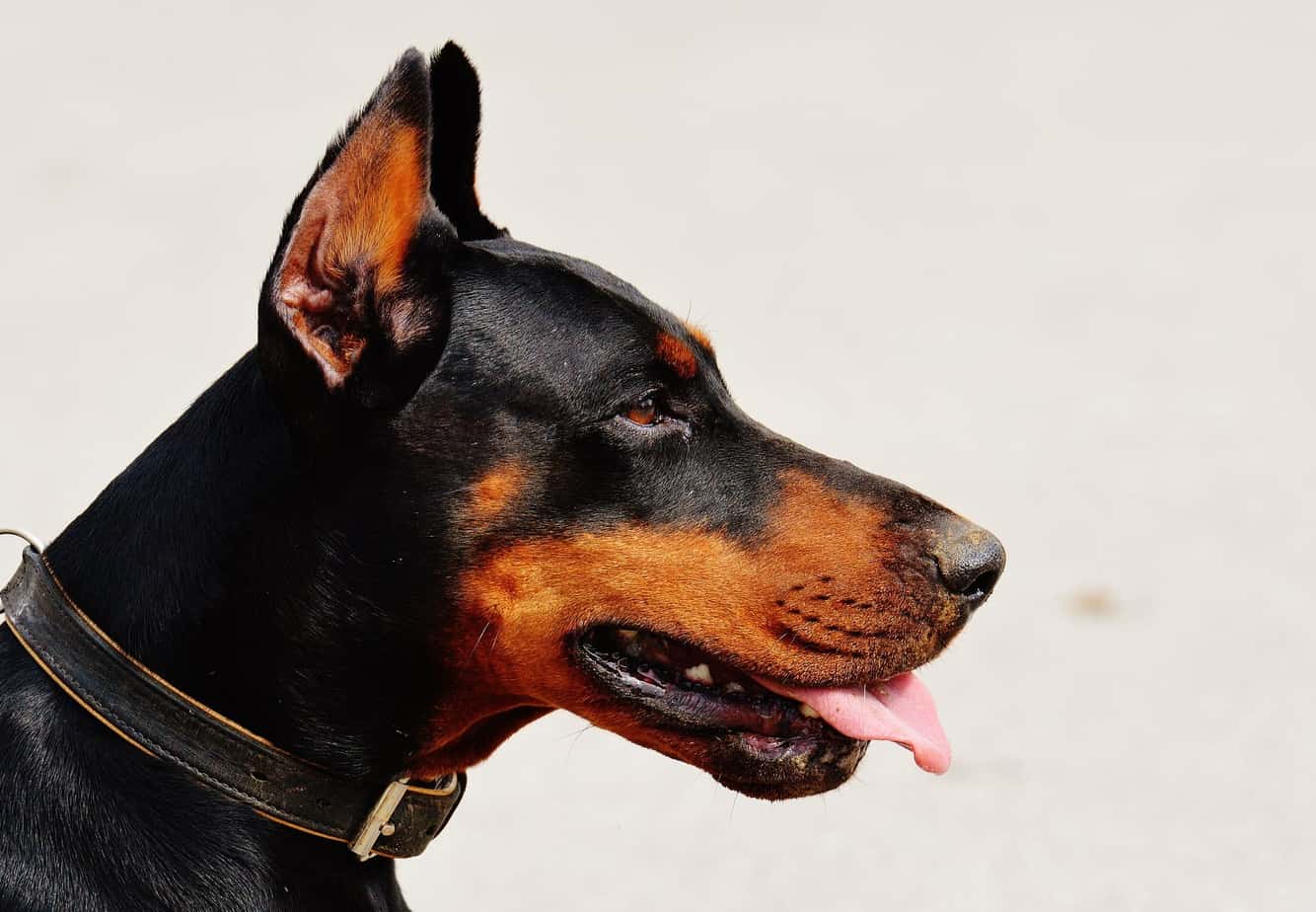 The Doberman - Your Ultimate Breed Information Guide | Your Dog Advisor