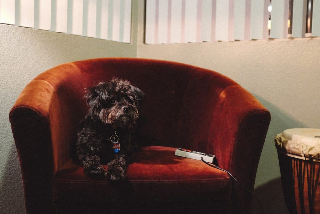 15 Things You Should Know About the Shih Poo - Breed Information Guide ...
