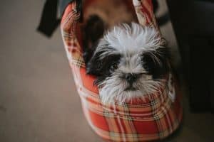 15 Things You Should Know About the Shih Poo - Breed Information Guide ...