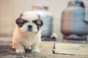 15 Things You Should Know About the Shih Poo - Breed Information Guide ...