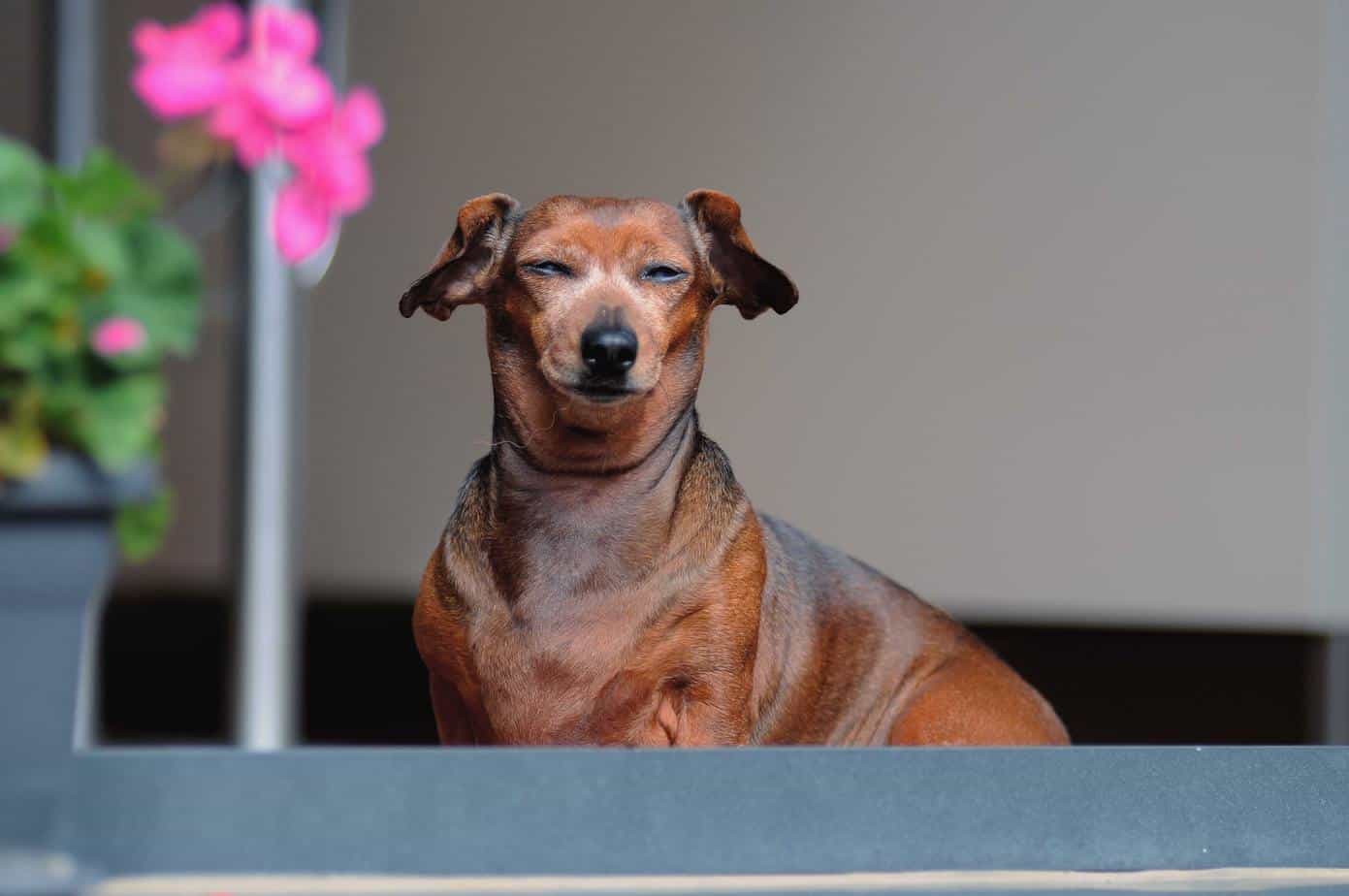 15 Things You Should Know About the Chiweenie - Breed Information Guide ...
