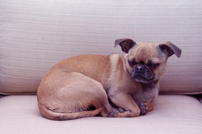15 Things You Should Know Before Getting A Chug Dog (A Chihuahua Pug ...