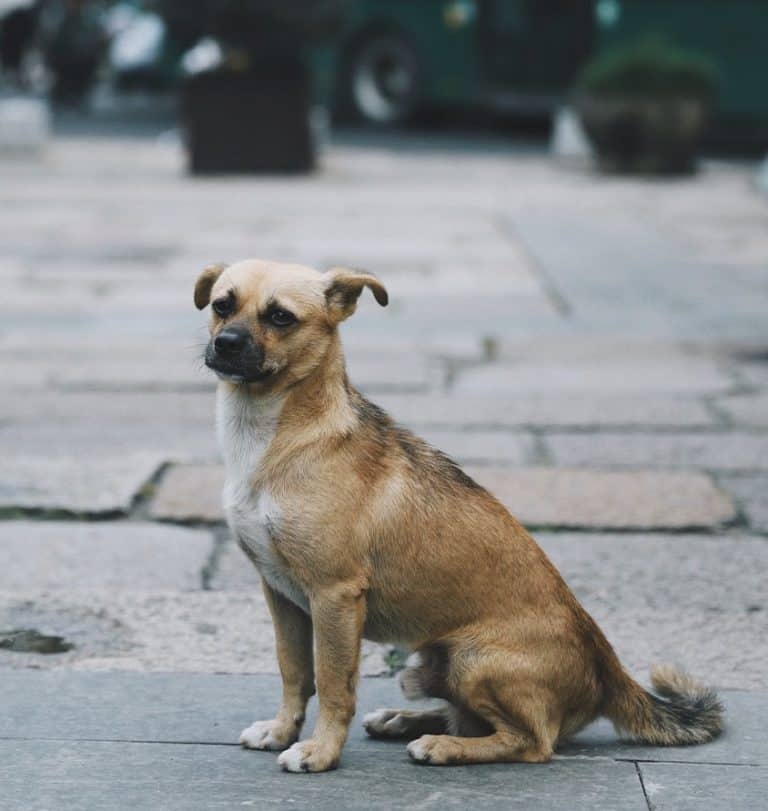 15 Things You Should Know Before Getting A Chug Dog (A Chihuahua Pug ...