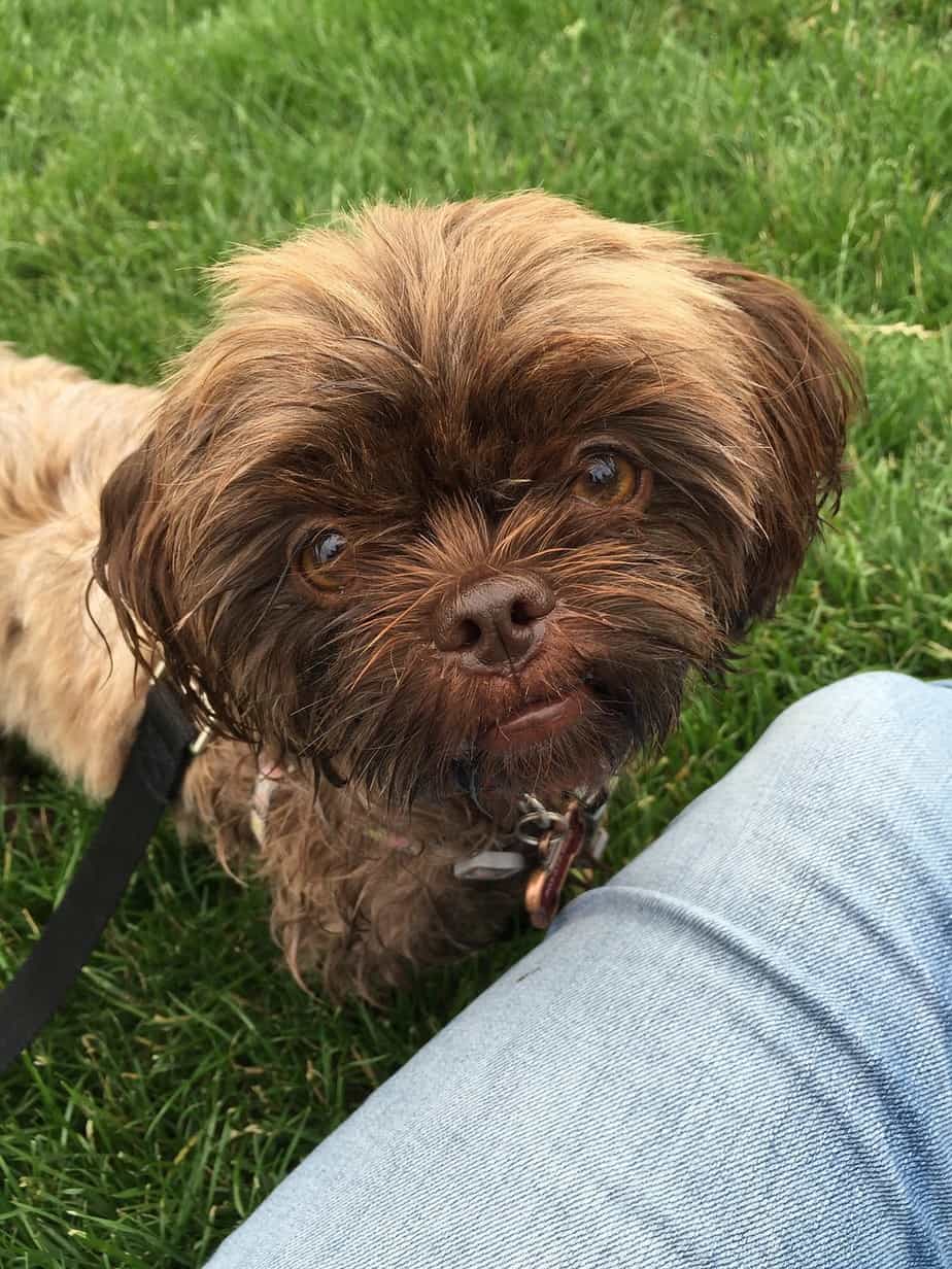 15 Things You Should Know Before Getting A Shorkie (A Shih Tzu Yorkie ...