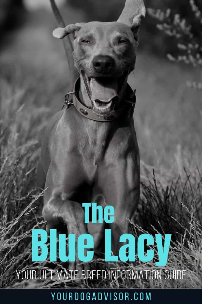 The Blue Lacy - Your Ultimate Breed Information Guide | Your Dog Advisor