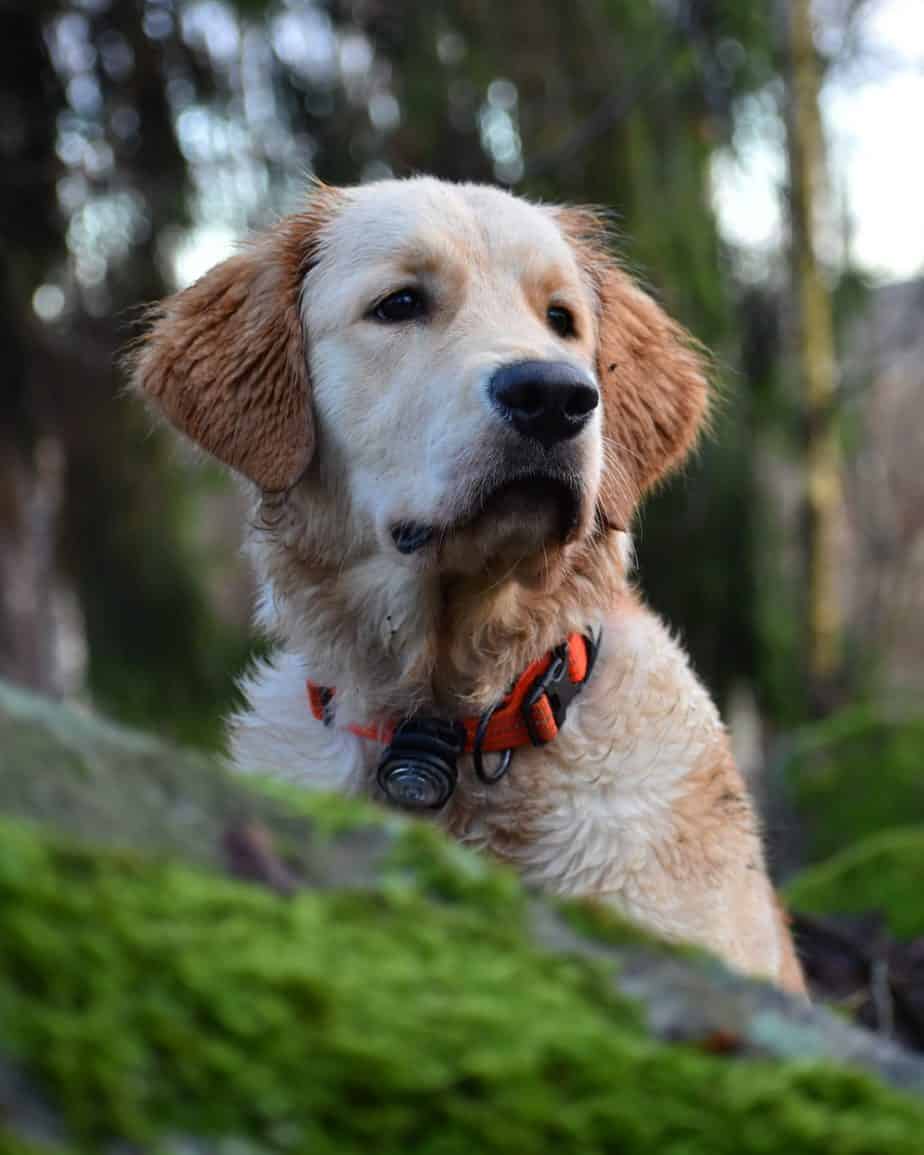 A Dog GPS Tracker? Yes, They Are Real and This is How They Work! | Your ...