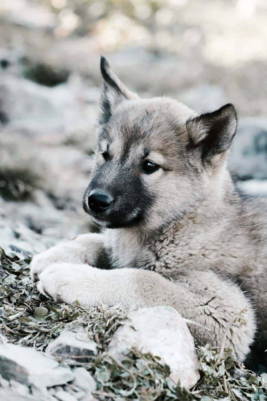 The Tamaskan Breed Information Guide | Your Dog Advisor