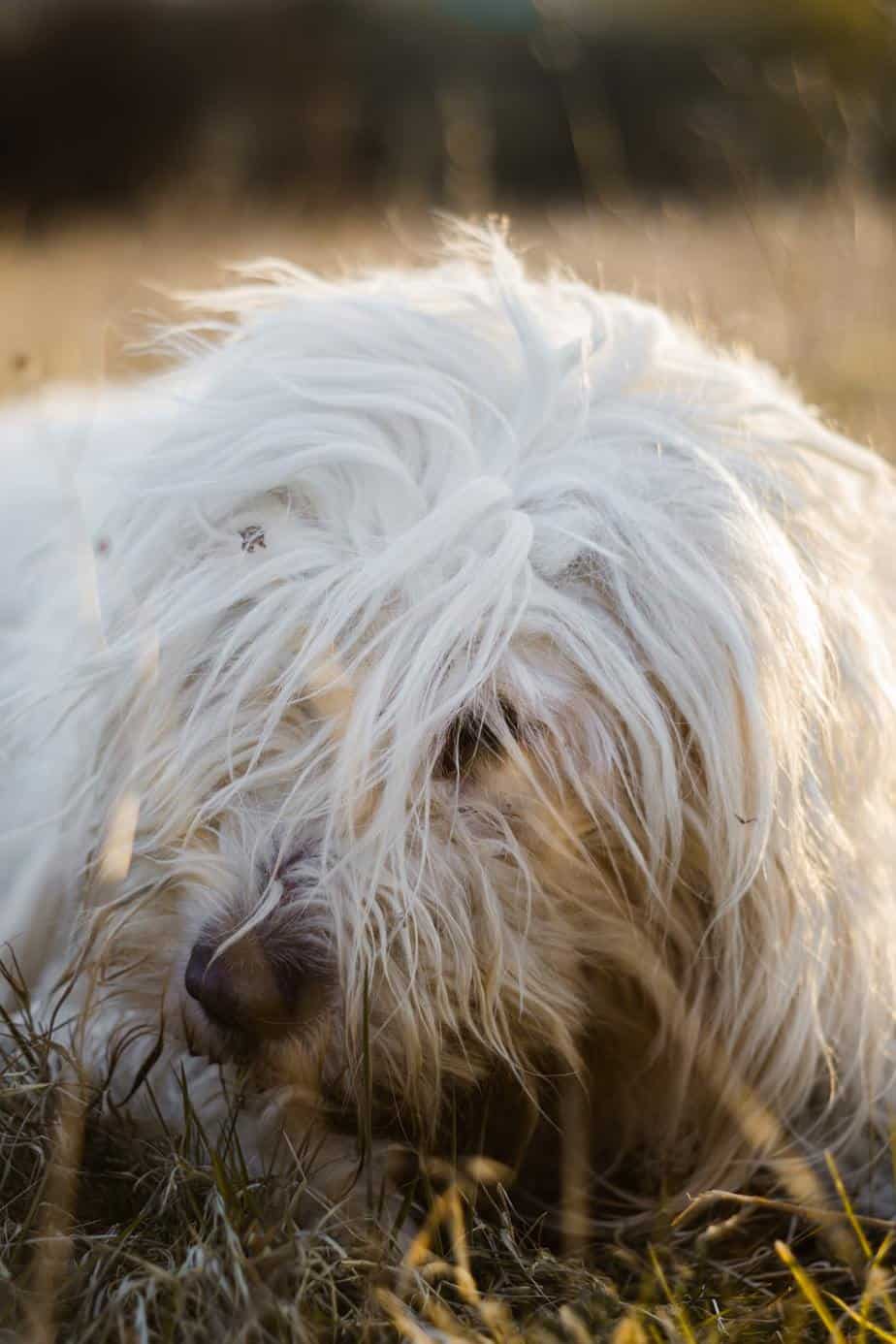 15 Things You Should Know Before Getting A Pomapoo (A Pomeranian Poodle ...