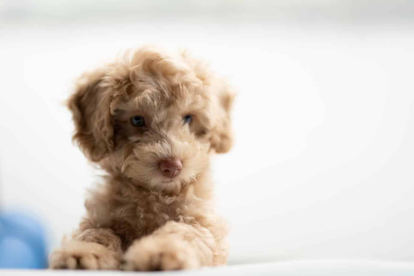 15 Things You Should Know Before Getting A Pomapoo (A Pomeranian Poodle ...