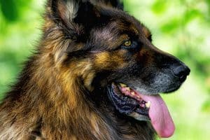 The Shiloh Shepherd - A Breed Information Guide | Your Dog Advisor
