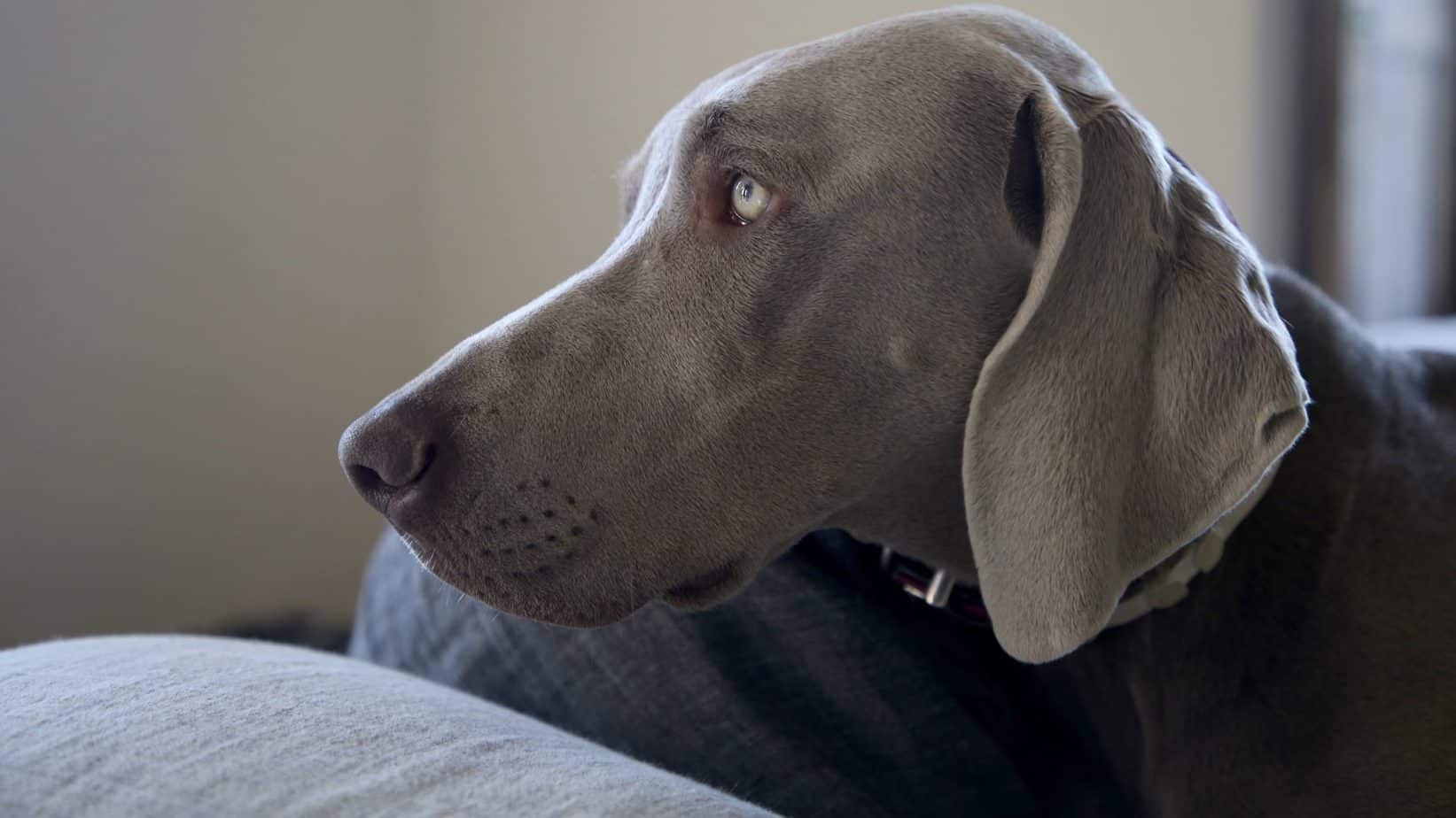 The Blue Lacy - Your Ultimate Breed Information Guide | Your Dog Advisor