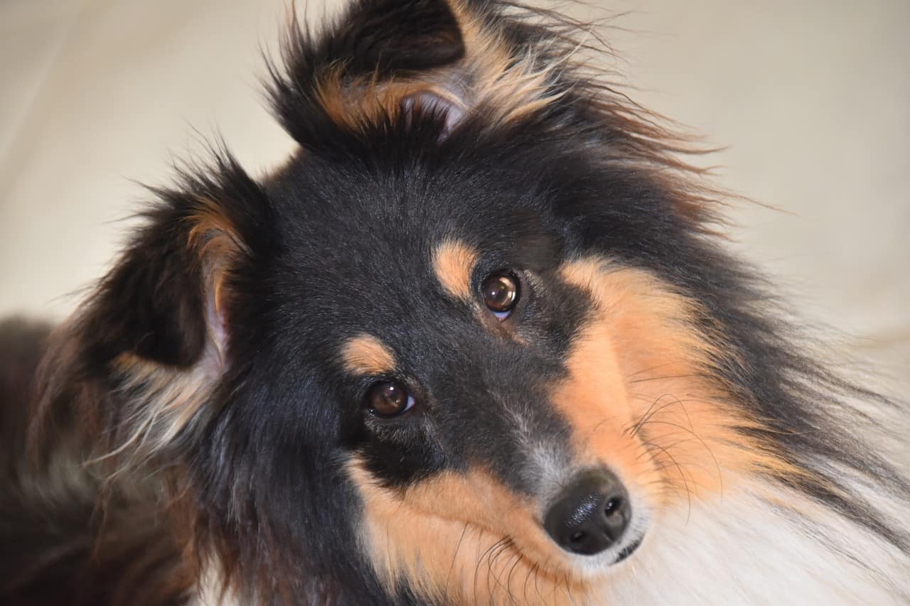The Shetland Sheepdog - Your Ultimate Breed Information Guide | Your ...