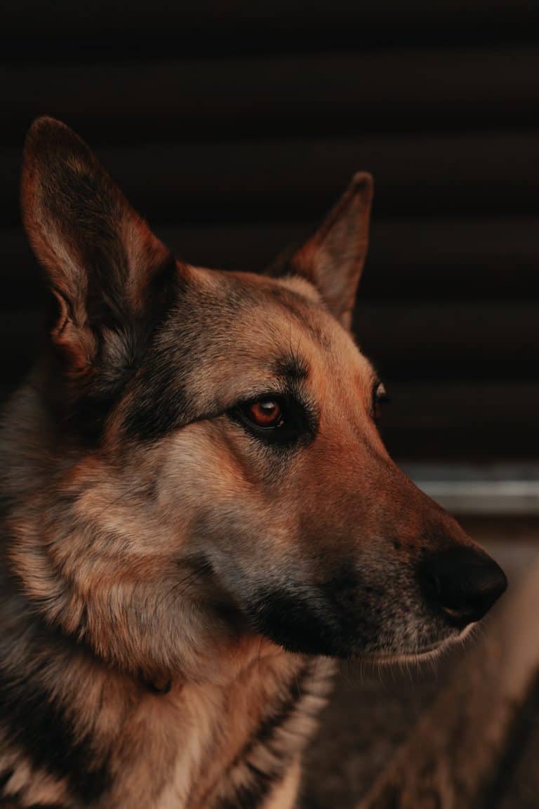 The Shiloh Shepherd - A Breed Information Guide | Your Dog Advisor