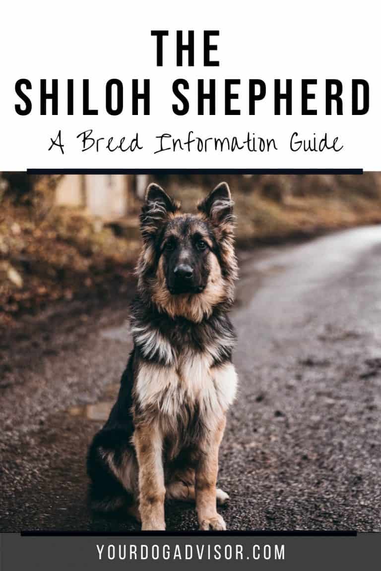 The Shiloh Shepherd - A Breed Information Guide | Your Dog Advisor
