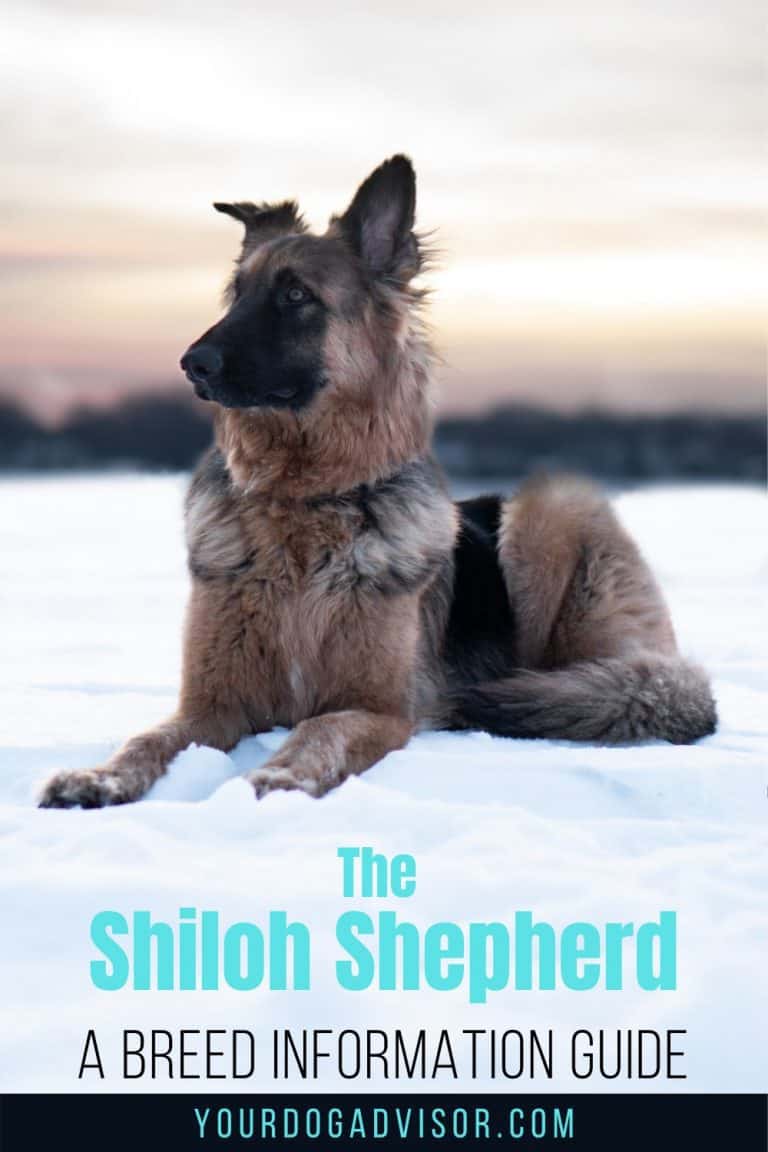 The Shiloh Shepherd - A Breed Information Guide | Your Dog Advisor