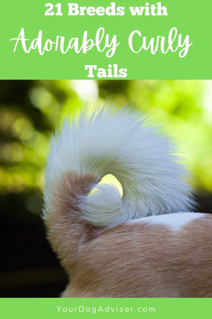 21 Adorable Dogs with Curly Tails | Your Dog Advisor