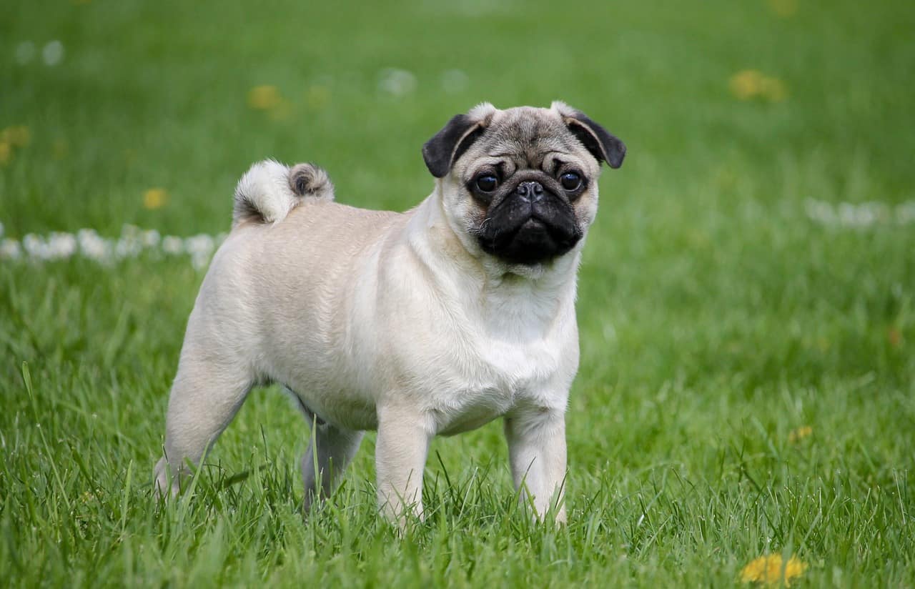21 Adorable Dogs with Curly Tails | Your Dog Advisor