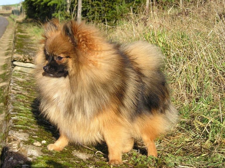 21 Adorable Dogs with Curly Tails | Your Dog Advisor