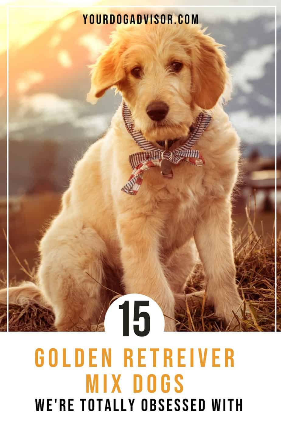 15 Golden Retriever Mix Dogs We’re Totally Obsessed With | Your Dog Advisor