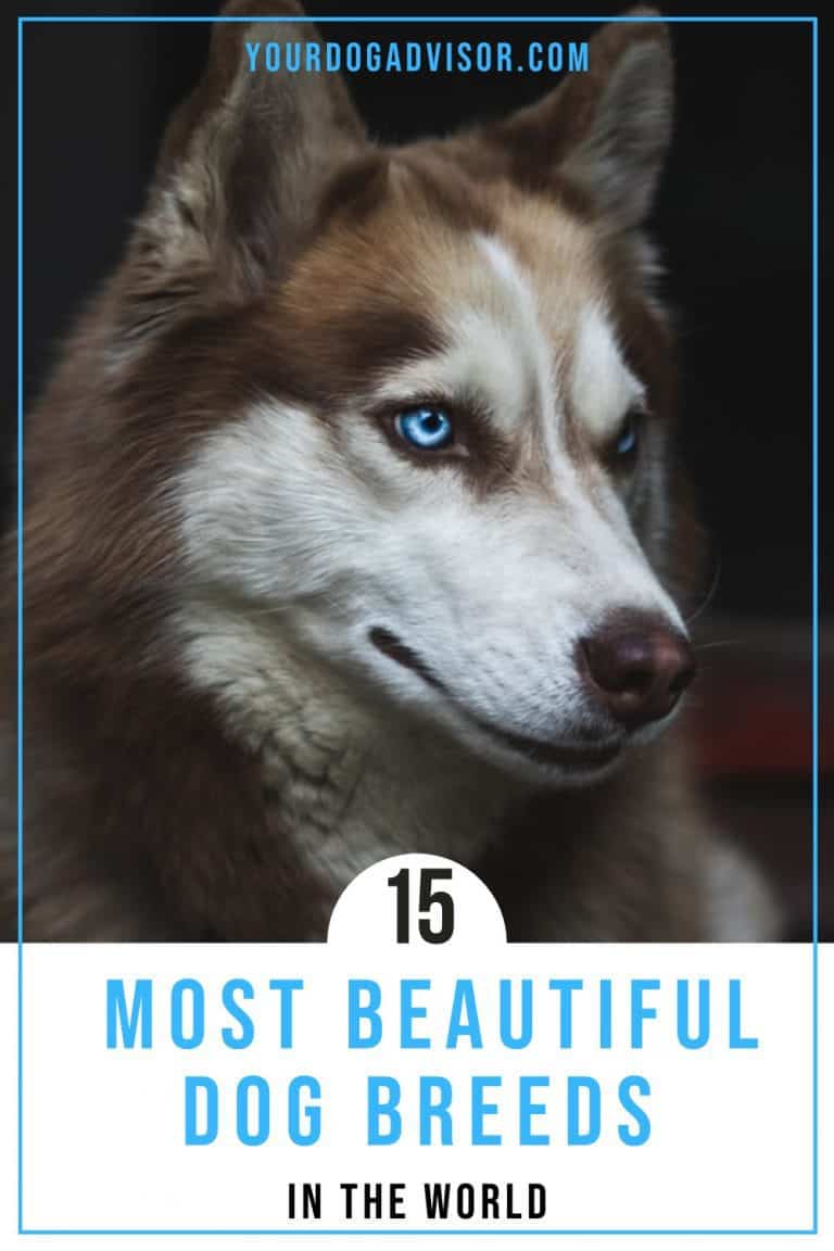 15 Most Beautiful Dog Breeds In the World | Your Dog Advisor