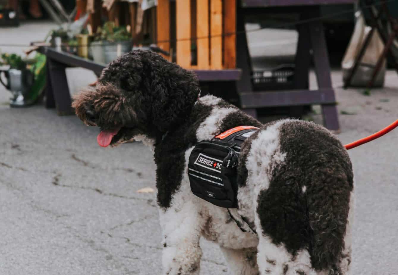 8 Types Of Service Dogs And How They Work | Your Dog Advisor