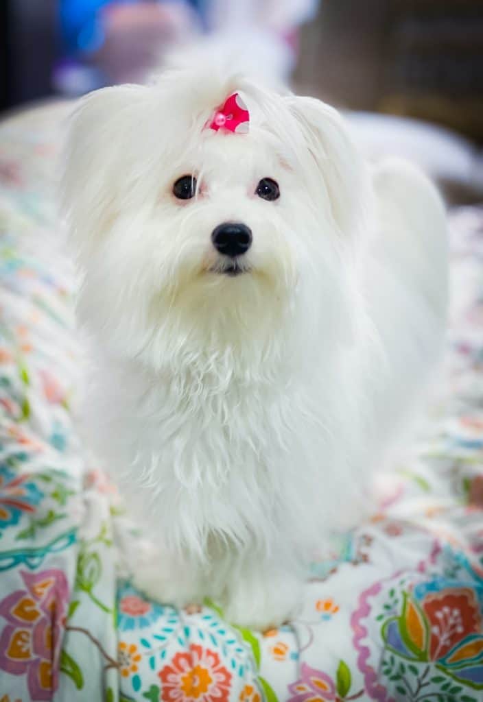 15 Most Beautiful Dog Breeds In the World | Your Dog Advisor