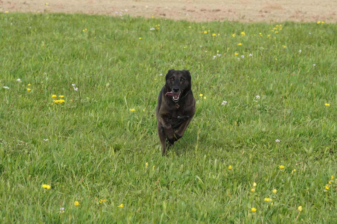 15 Things You Should Know Before Getting A Sheprador (The German ...