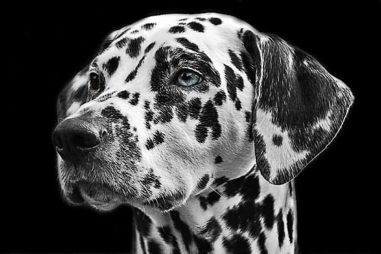 15 Most Beautiful Dog Breeds In the World | Your Dog Advisor