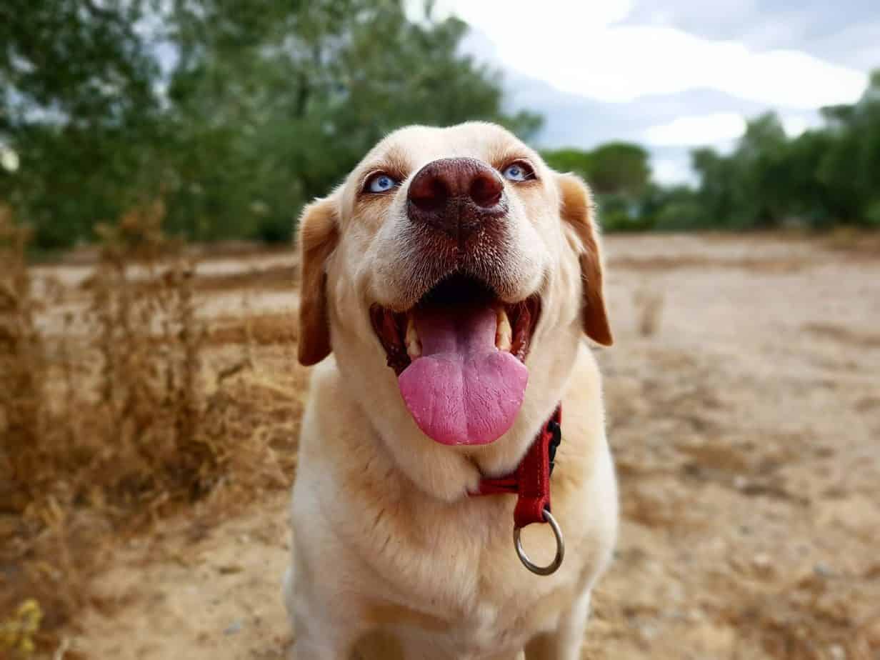 Husky Lab Mix (Labsky) Dog Breed - 15 Things to Know | Your Dog Advisor