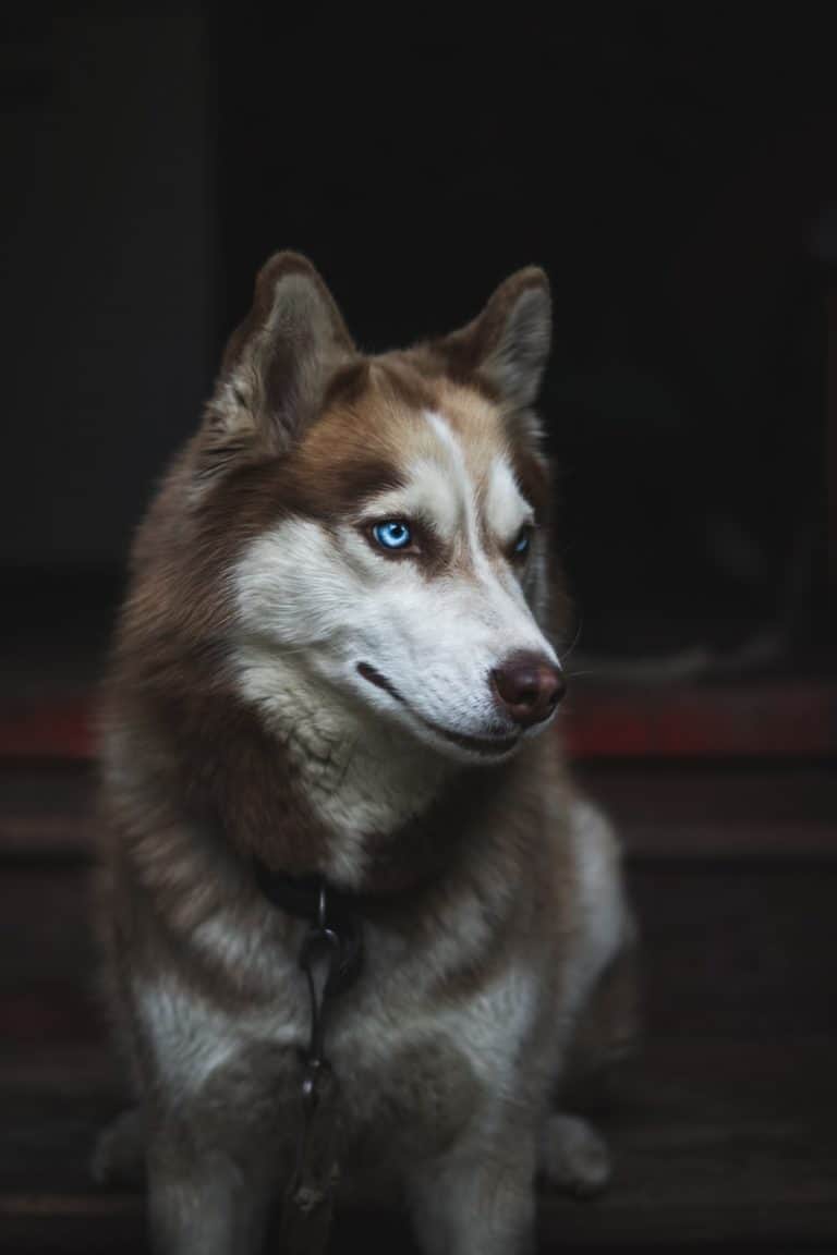 15 Most Beautiful Dog Breeds In the World | Your Dog Advisor
