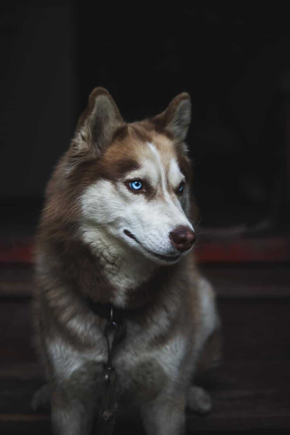 15 Most Beautiful Dog Breeds In the World | Your Dog Advisor