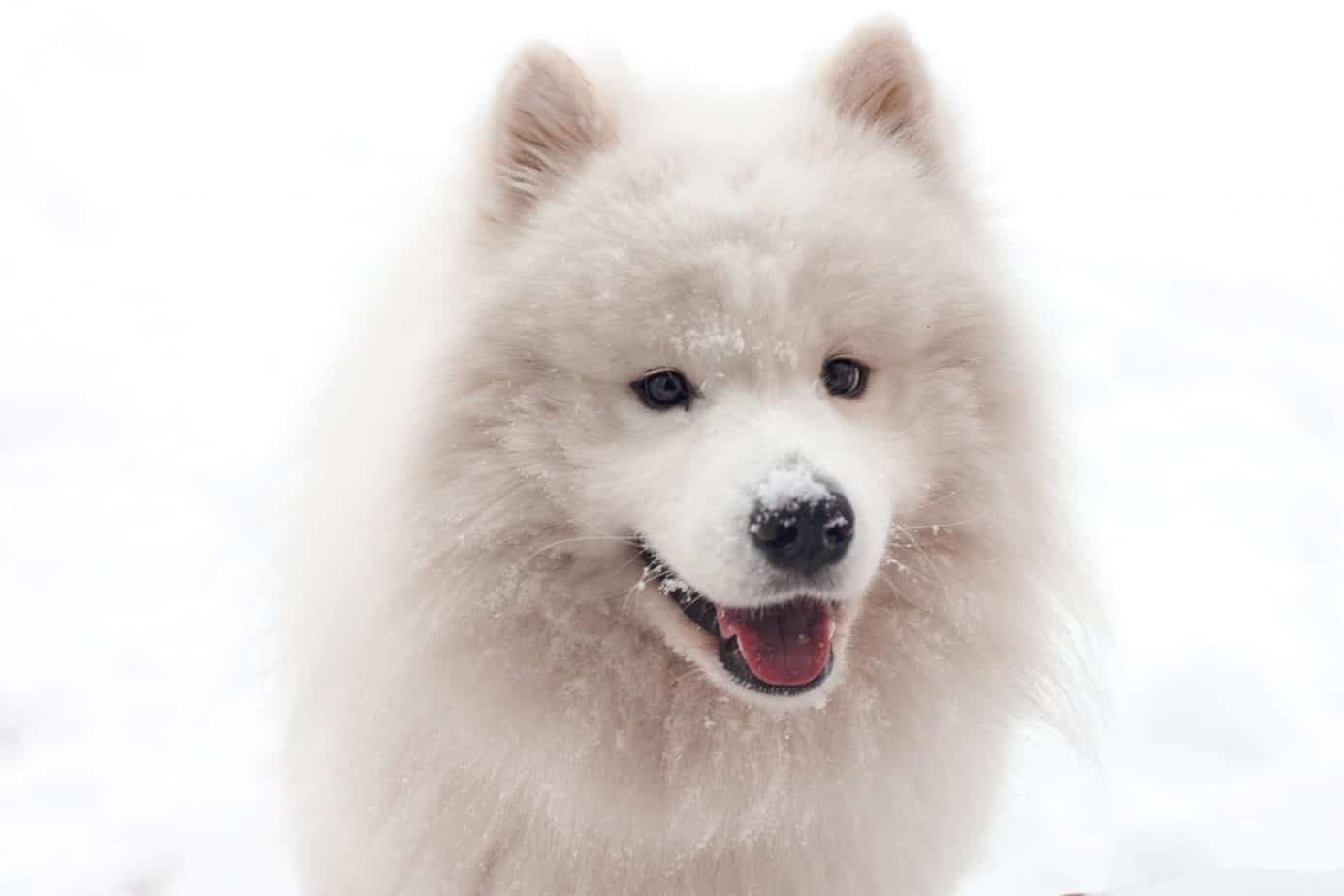 15 Most Beautiful Dog Breeds In the World | Your Dog Advisor