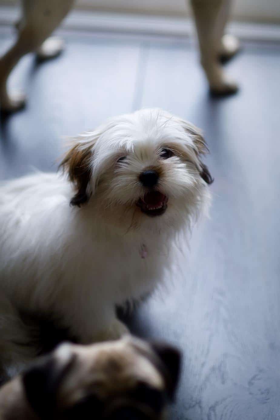 The Miki Dog - Your Ultimate Breed Information Guide | Your Dog Advisor