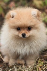 15 Most Beautiful Dog Breeds In the World | Your Dog Advisor