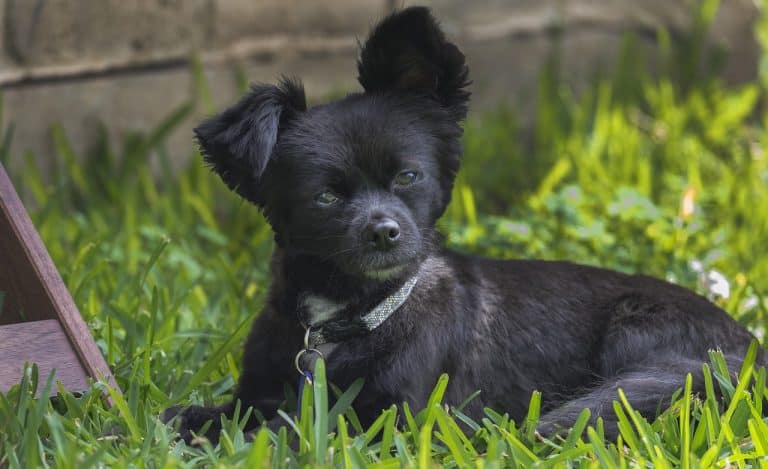 15 Things You Should Know Before Getting A Chihuahua Shih Tzu Mix | Your Dog Advisor