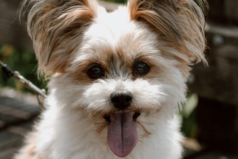 The Miki Dog - Your Ultimate Breed Information Guide | Your Dog Advisor