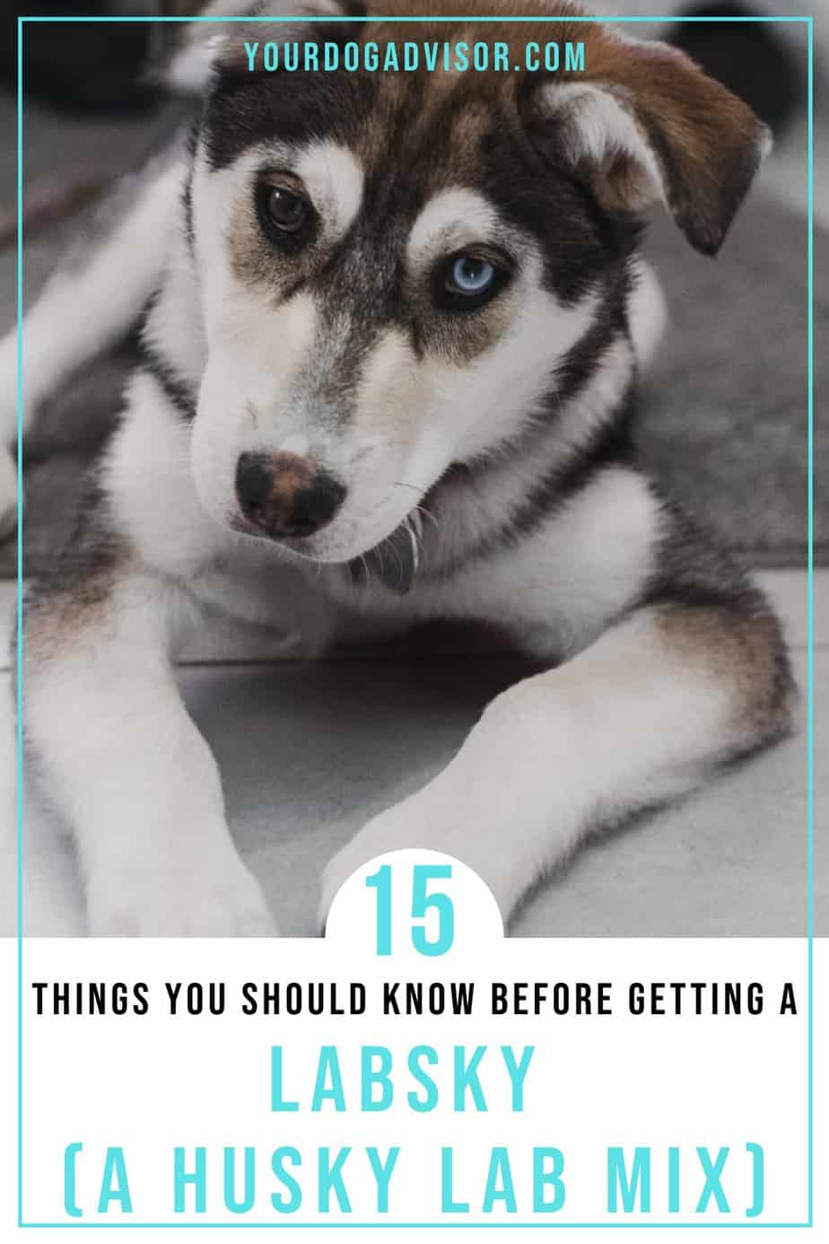 Husky Lab Mix (Labsky) Dog Breed - 15 Things to Know | Your Dog Advisor
